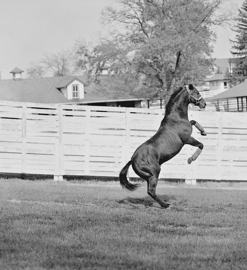 On the Farm – The Tony Leonard Collection