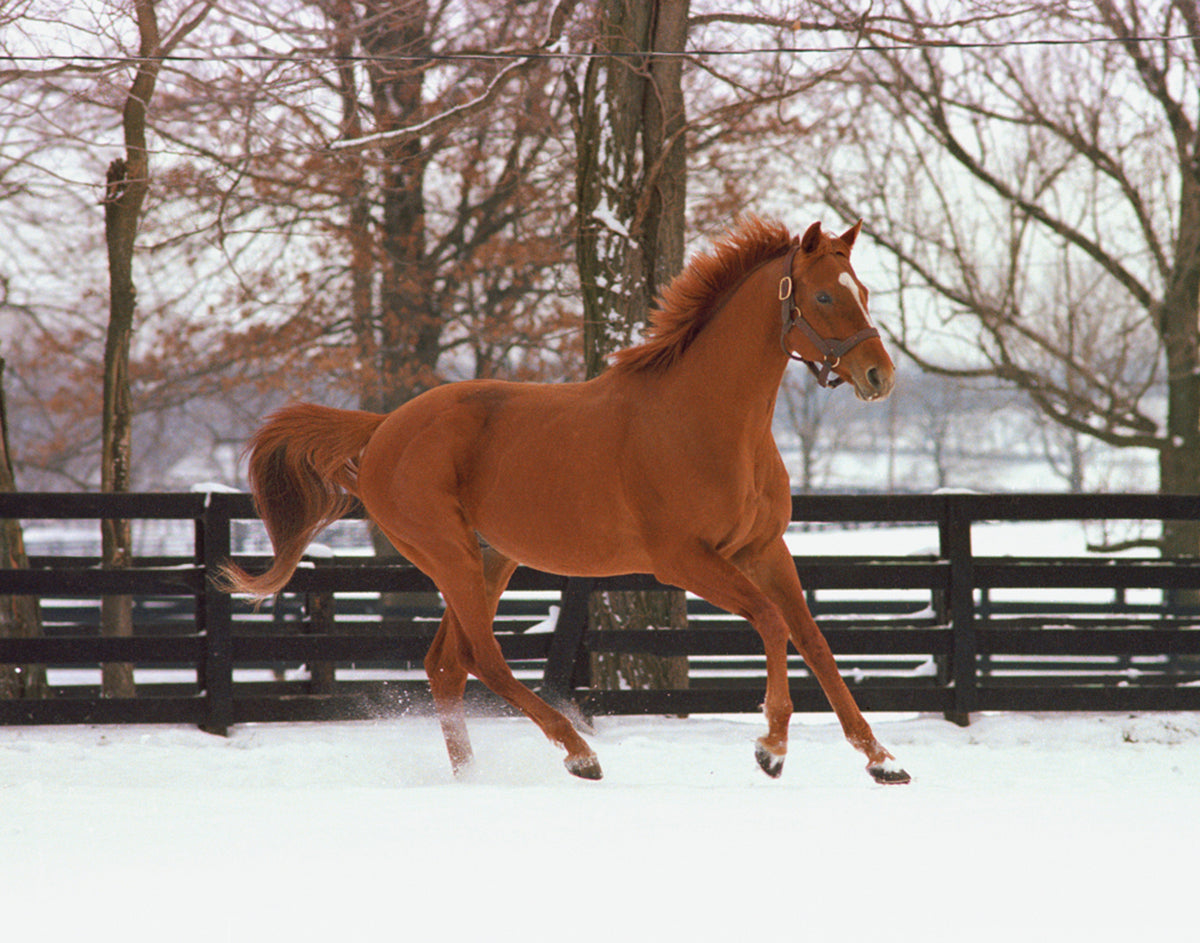 Tony's Classics – The Tony Leonard Collection