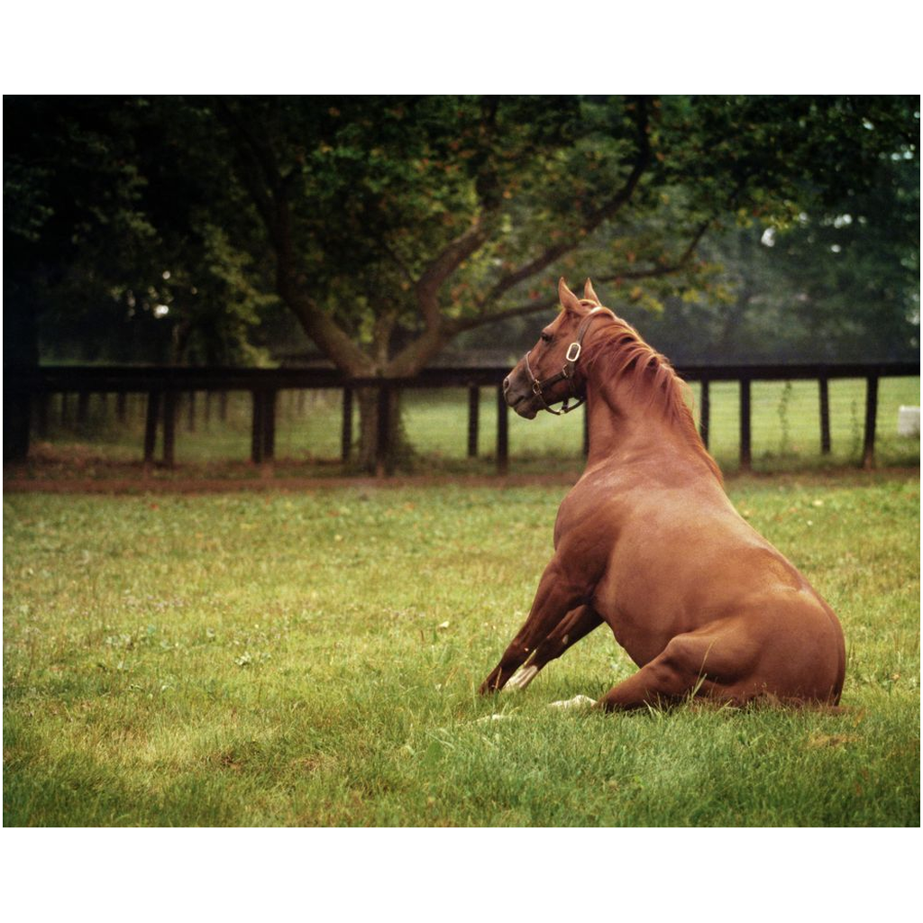 Secretariat Sitting – The Tony Leonard Collection