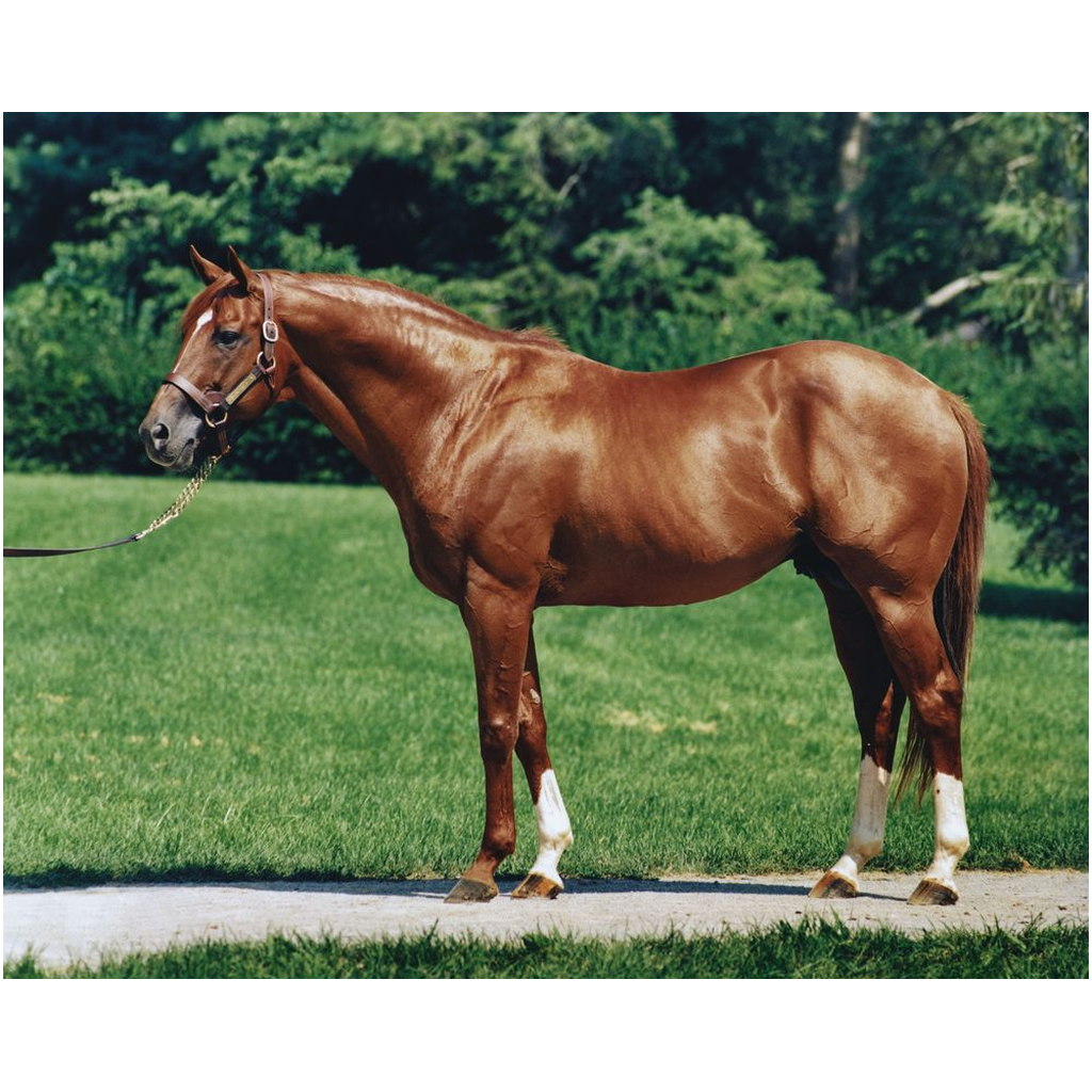 Secretariat Confirmation – The Tony Leonard Collection