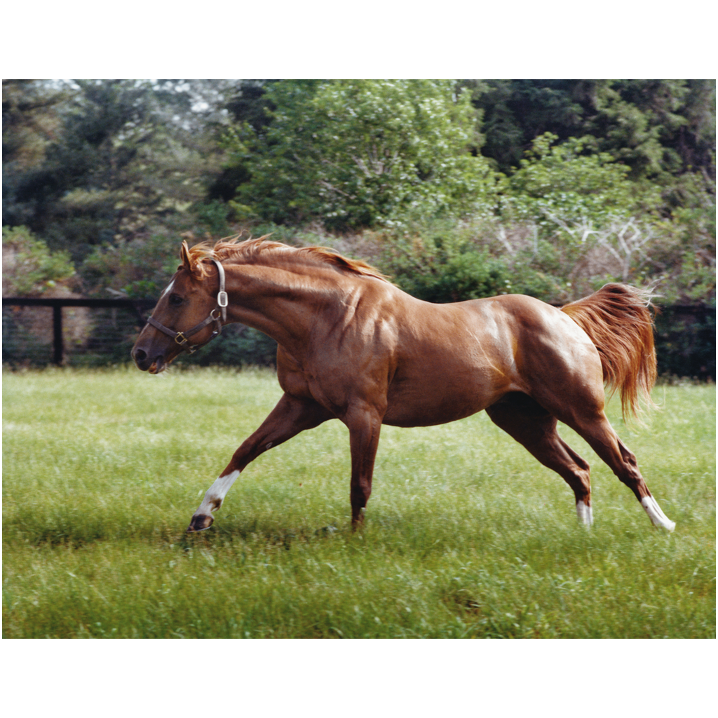 Secretariat Running – The Tony Leonard Collection