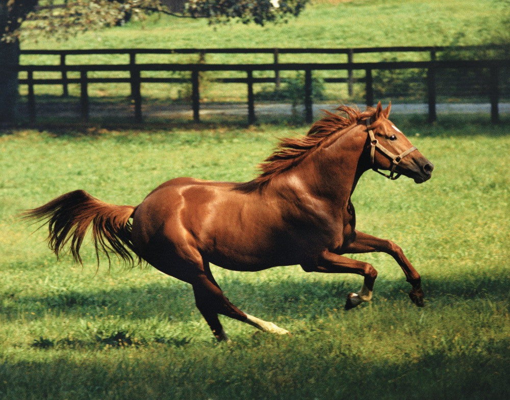 Secretariat Running – The Tony Leonard Collection