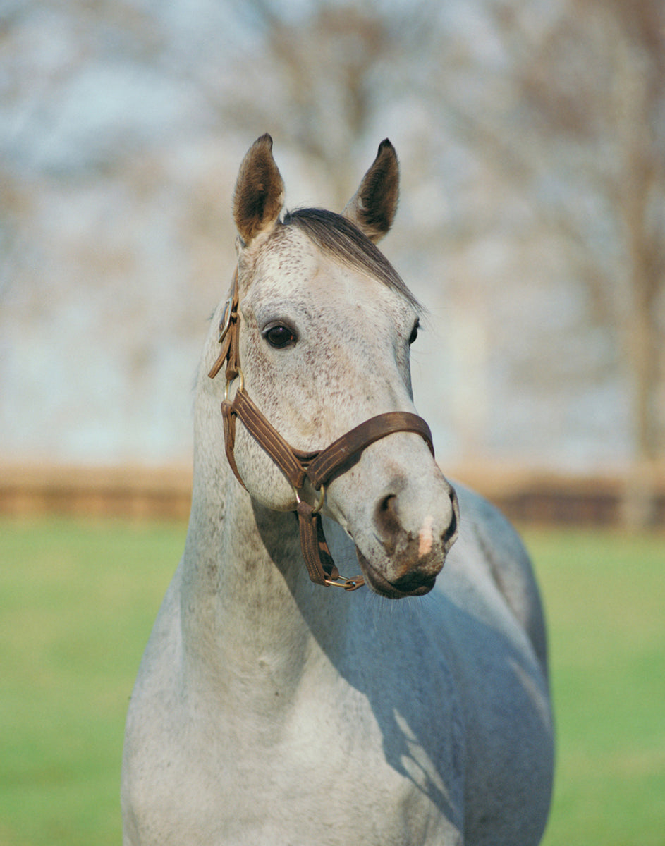 Spectacular Bid – The Tony Leonard Collection